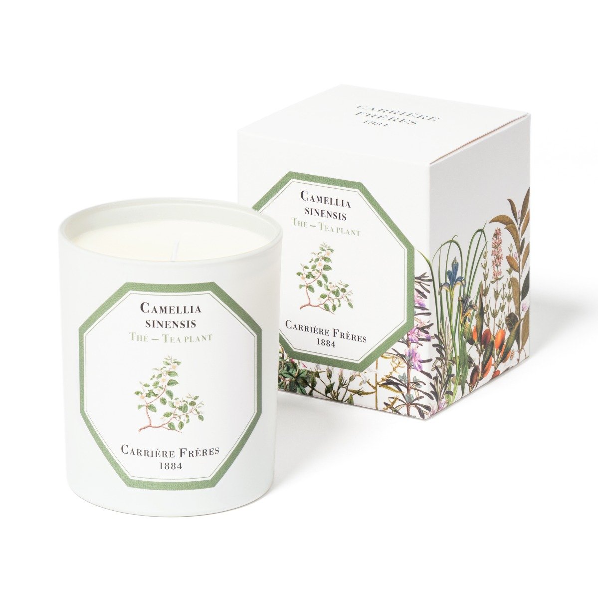 Carriere Freres - Tea Plant (Camellia Sinensis) Candle | Candle Delirium